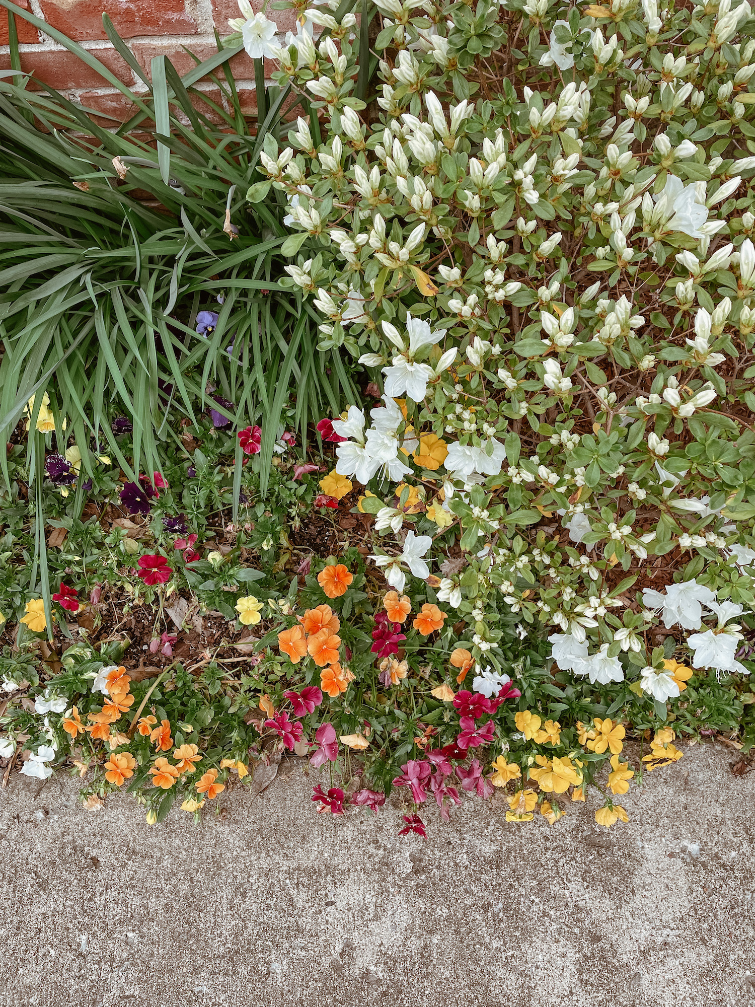 A Roundup of Beautiful April Blooms